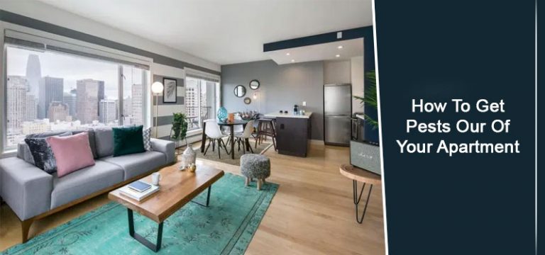 How to Prevent Pests in Apartment - Apartment Pest Control Tips