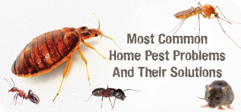 Common Pest Porblems for Homeowners & Their Solutions