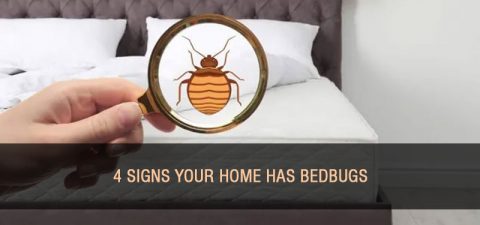 Signs of Bedbugs | 4 Signs Your Home Has Bed Bugs