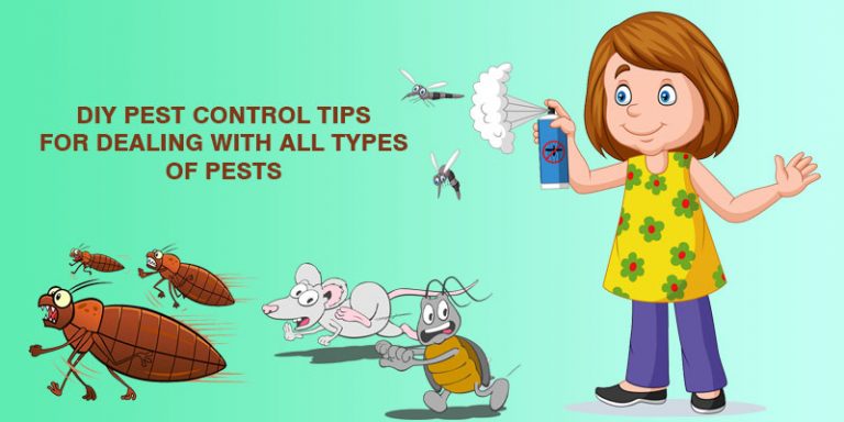 Best DIY Pest Control Tips for Home and Office