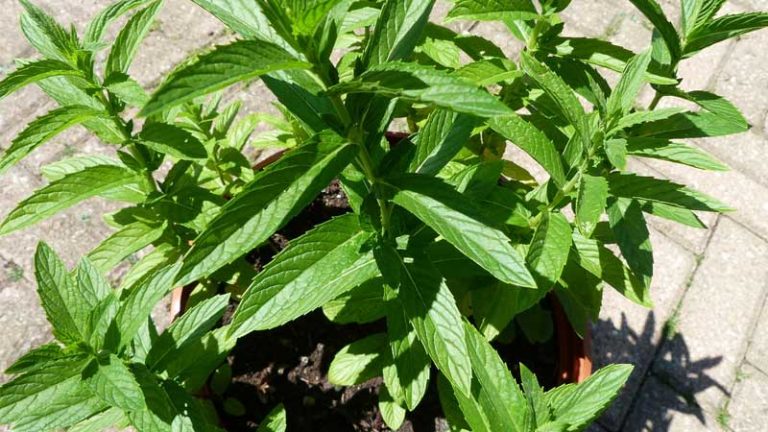 25+ Ways to Get Rid of Lizards at Home Naturally and Permanently