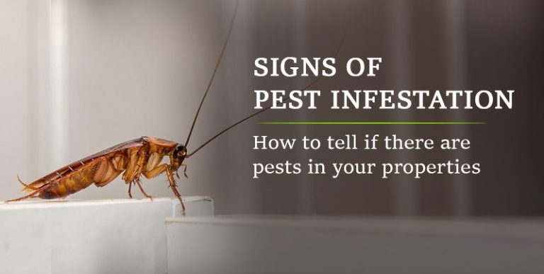 Signs of Pest Infestation: How Tell If There Are Pests in Property