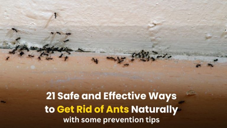 How to Get Rid of Ants from Home Naturally with Home Remedies