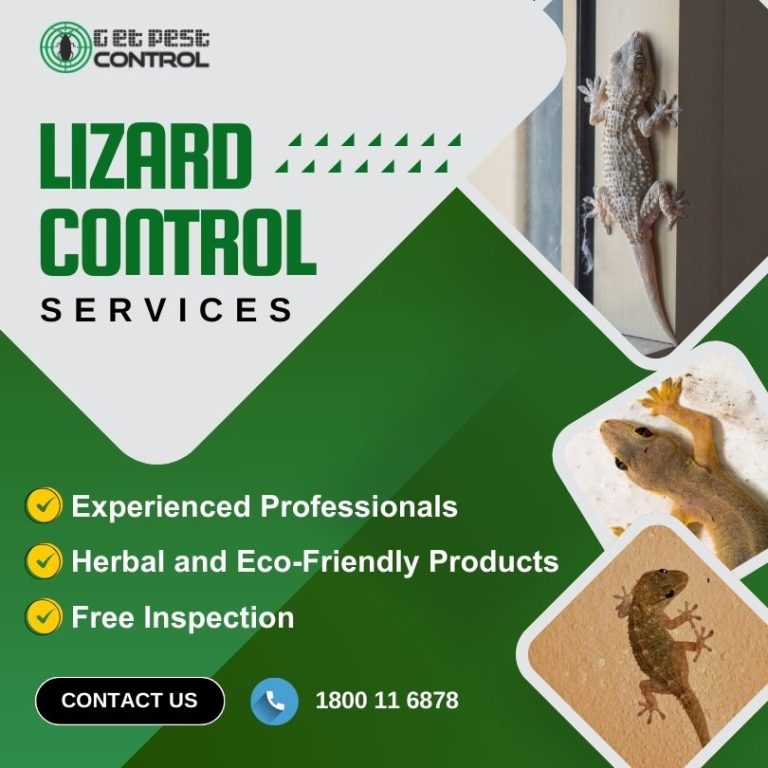 Lizard Pest Control | Effective Lizard Control Services & Treatment