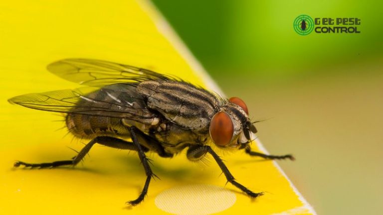 10 Common Household Pests and How to Identify Them - Get Pest Control