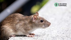 10 Common Household Pests and How to Identify Them - Get Pest Control