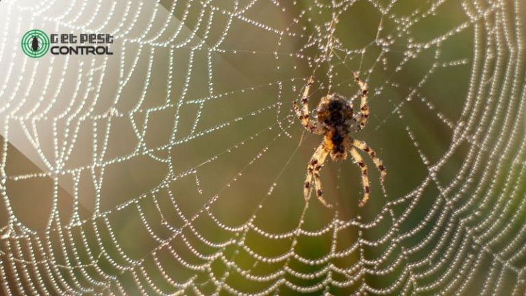 10 Common Household Pests and How to Identify Them - Get Pest Control